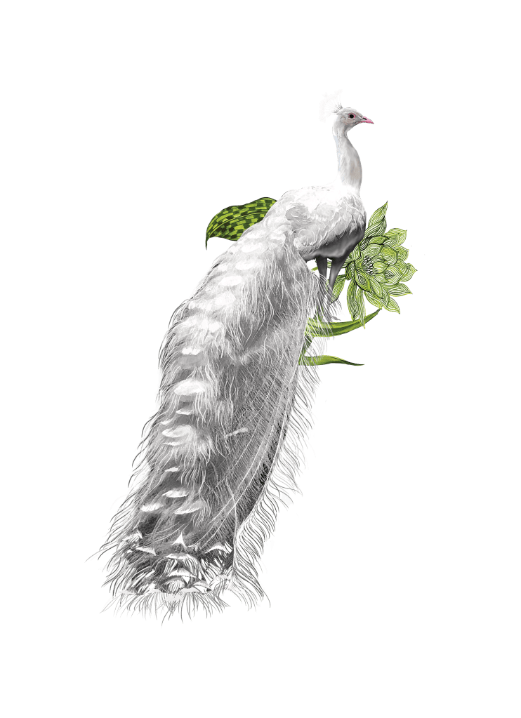 Contact | The Ivory Peacock NYC Events Team